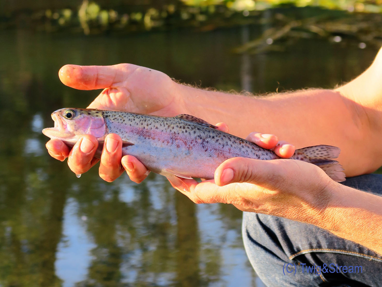 Learn to Fly Fish – Twig & Stream Fly Fishing